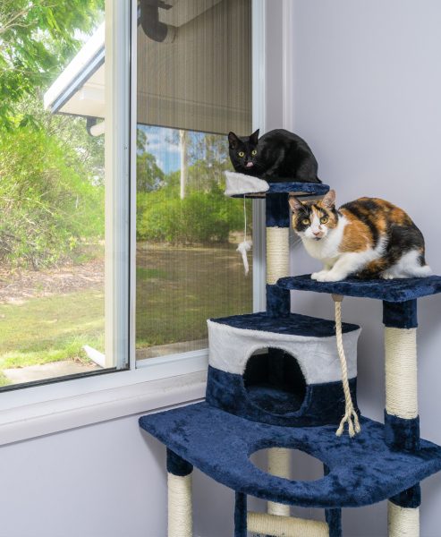 Cawarral Boarding Kennels & Cattery Cattery - Cawarral Boarding Kennels ...